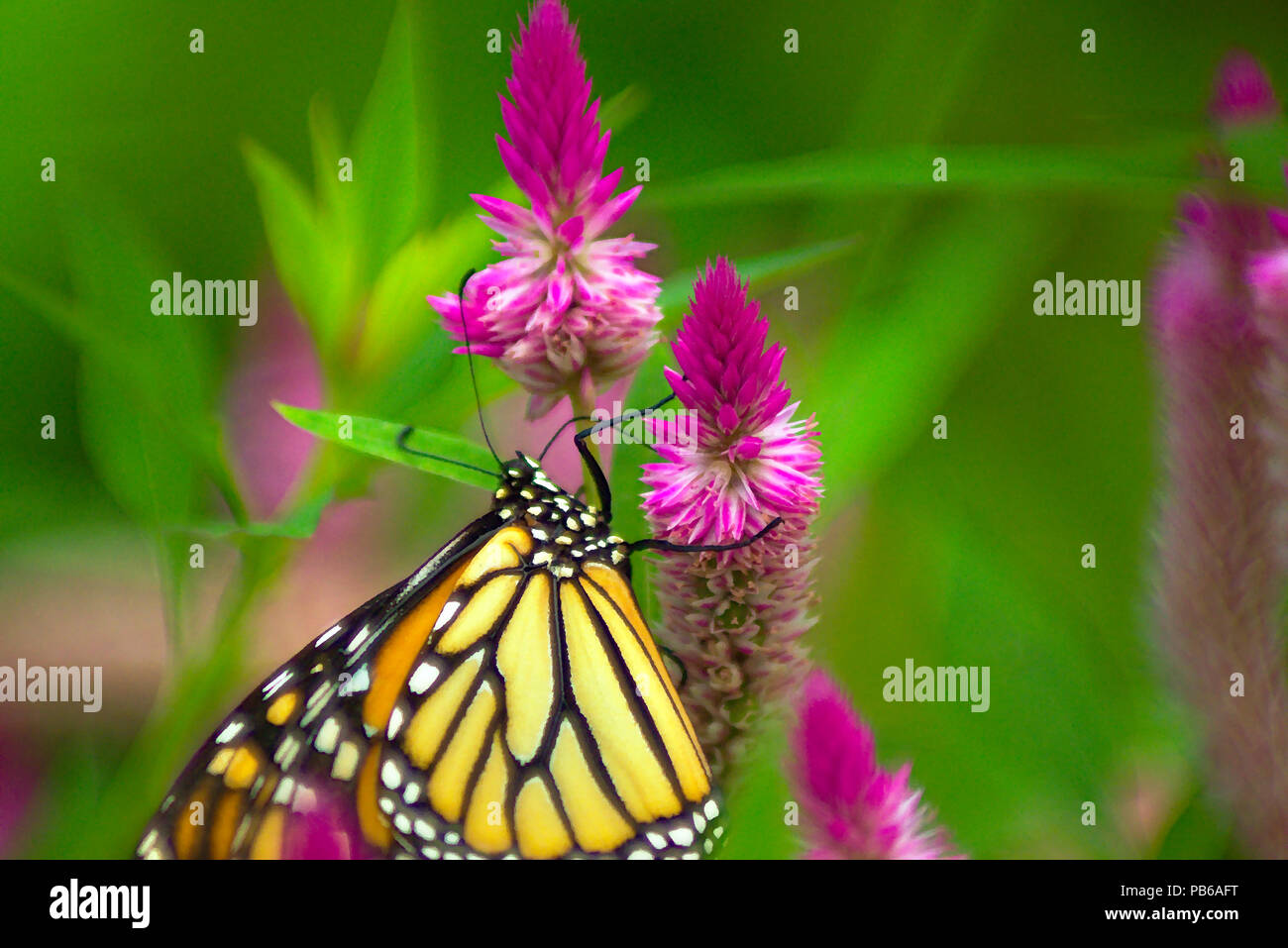 Illustration of Monarch Butterfly on a fuchsia colored flower Stock ...