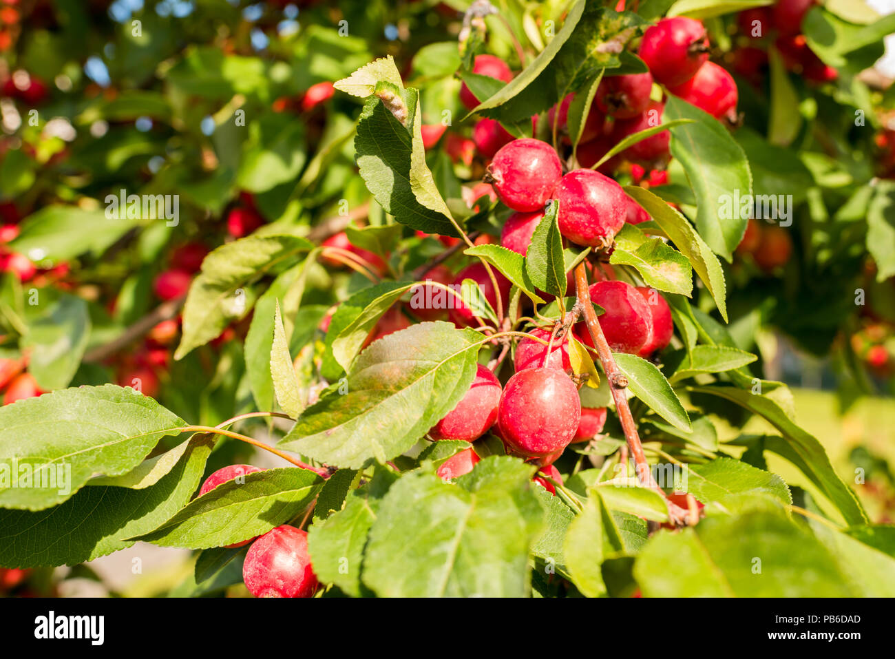 Asian apples tree hi-res stock photography and images - Alamy