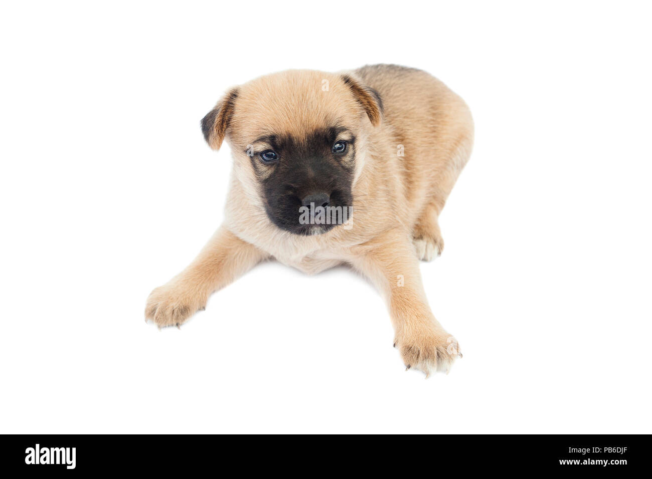 small baby dog or puppy isolated on white background Stock Photo - Alamy