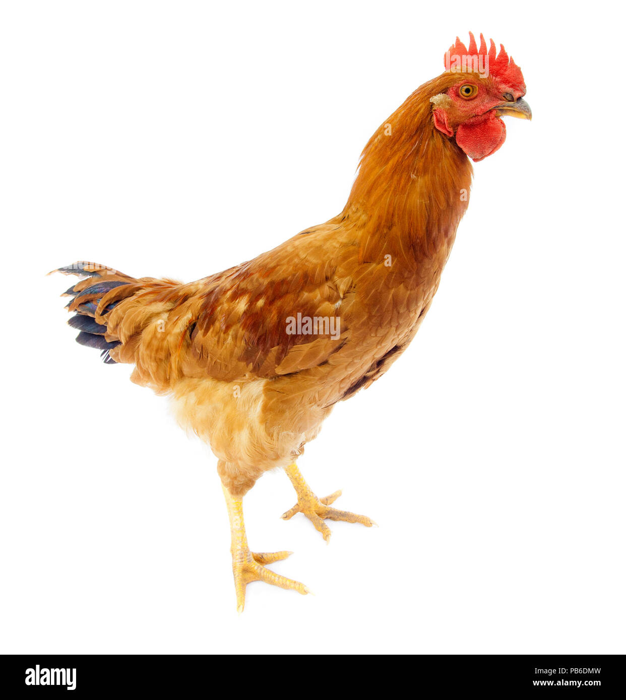 funny and curious rooster chicken looking at camera Stock Photo - Alamy