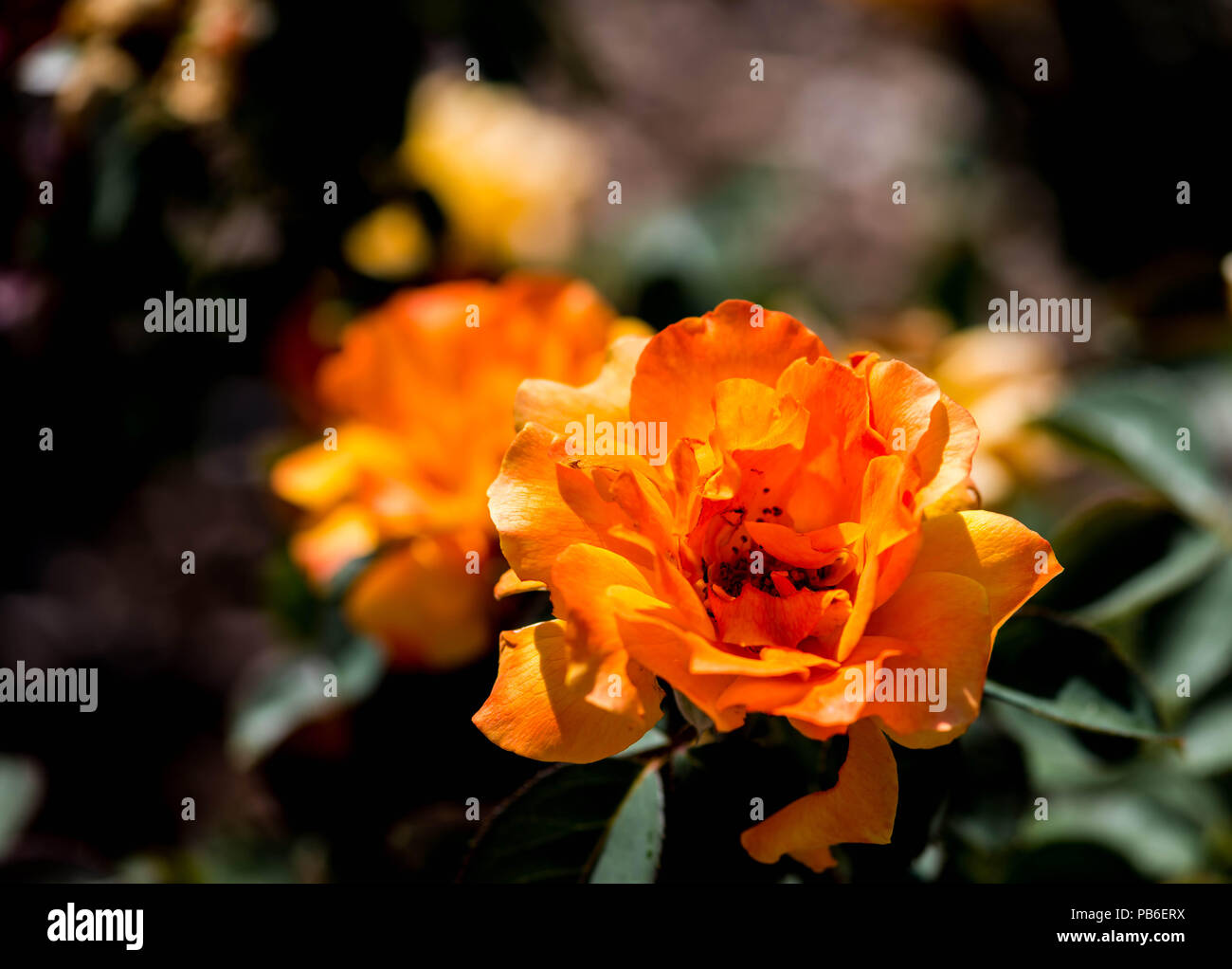 Beautiful orange bloom hi-res stock photography and images - Alamy