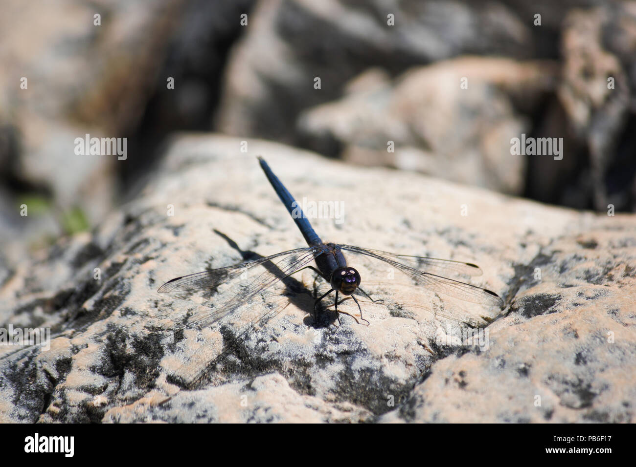 Navy Dropwing Dragonfly (Trithemis furva) On A Riverside Rock Stock ...