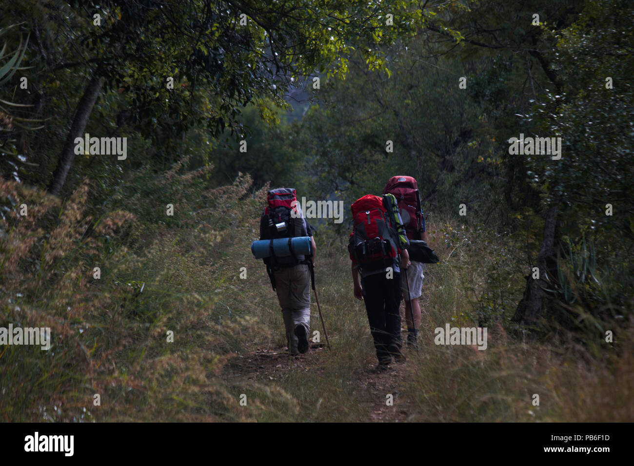 Safari forest trail hi-res stock photography and images - Alamy