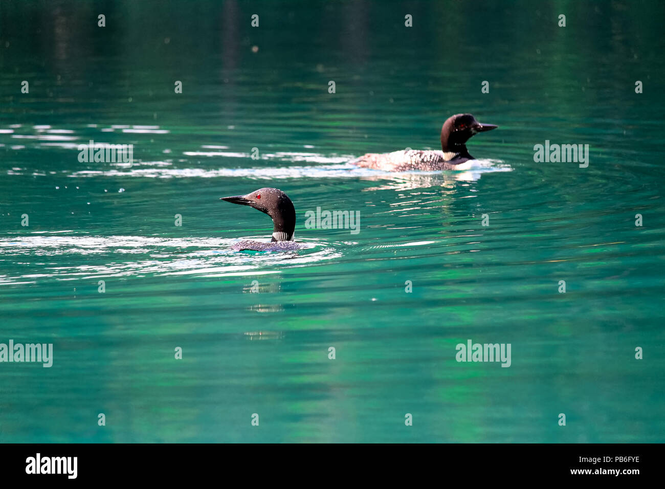 Two loons swimming in blue green water Stock Photo - Alamy