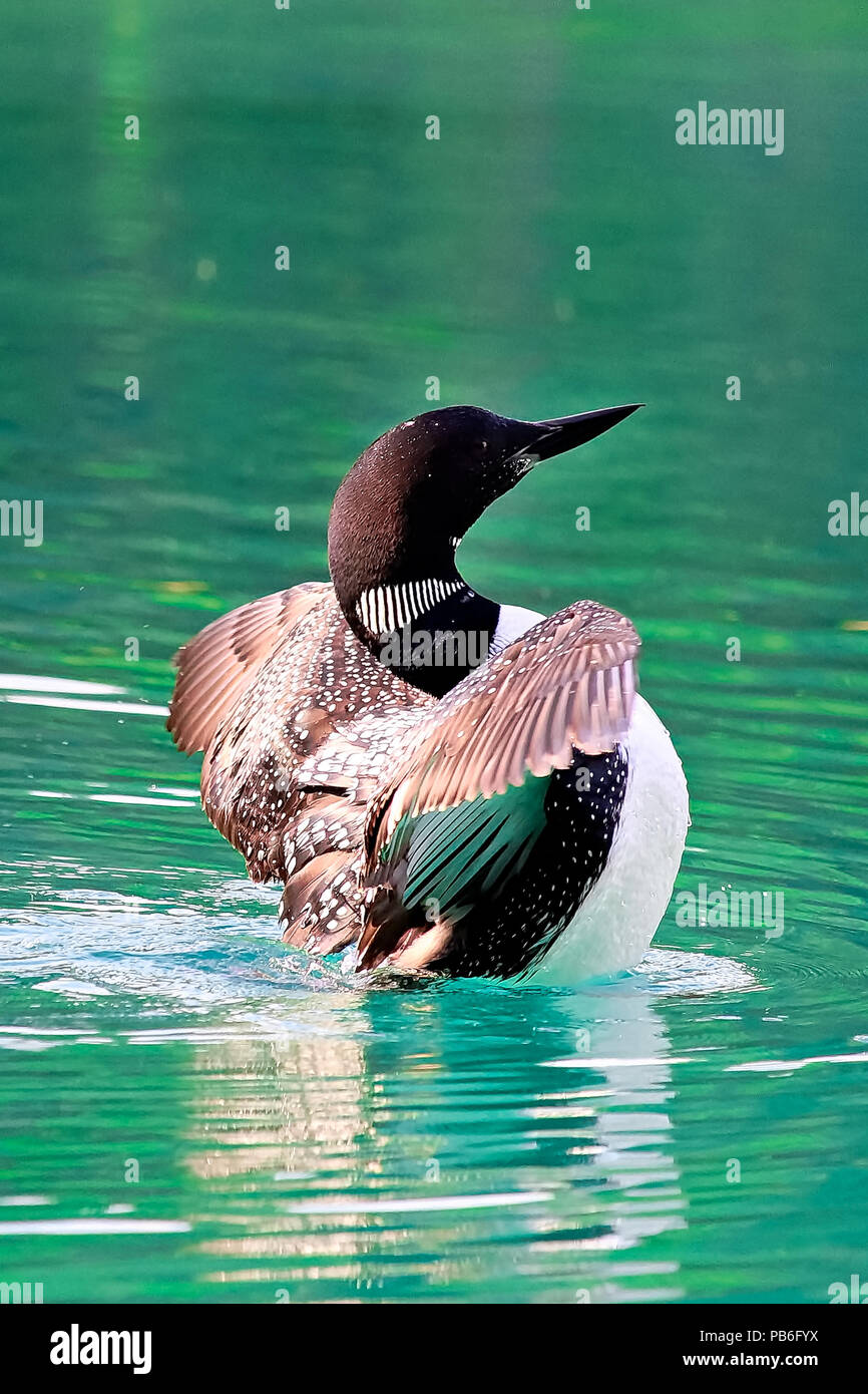 Common loon stretch wings hi-res stock photography and images - Alamy