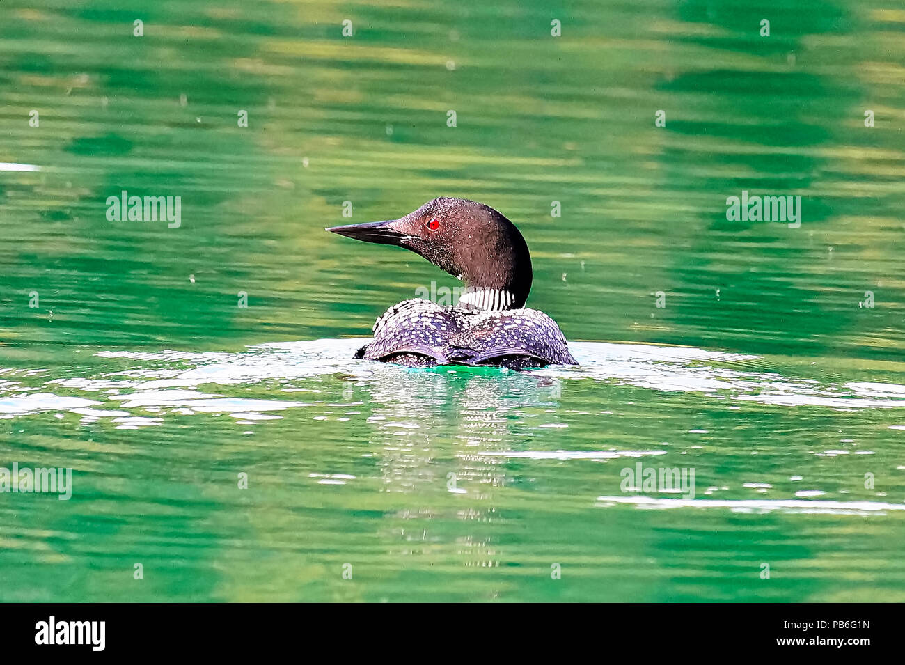 Closeup common loon gavia hi-res stock photography and images - Alamy