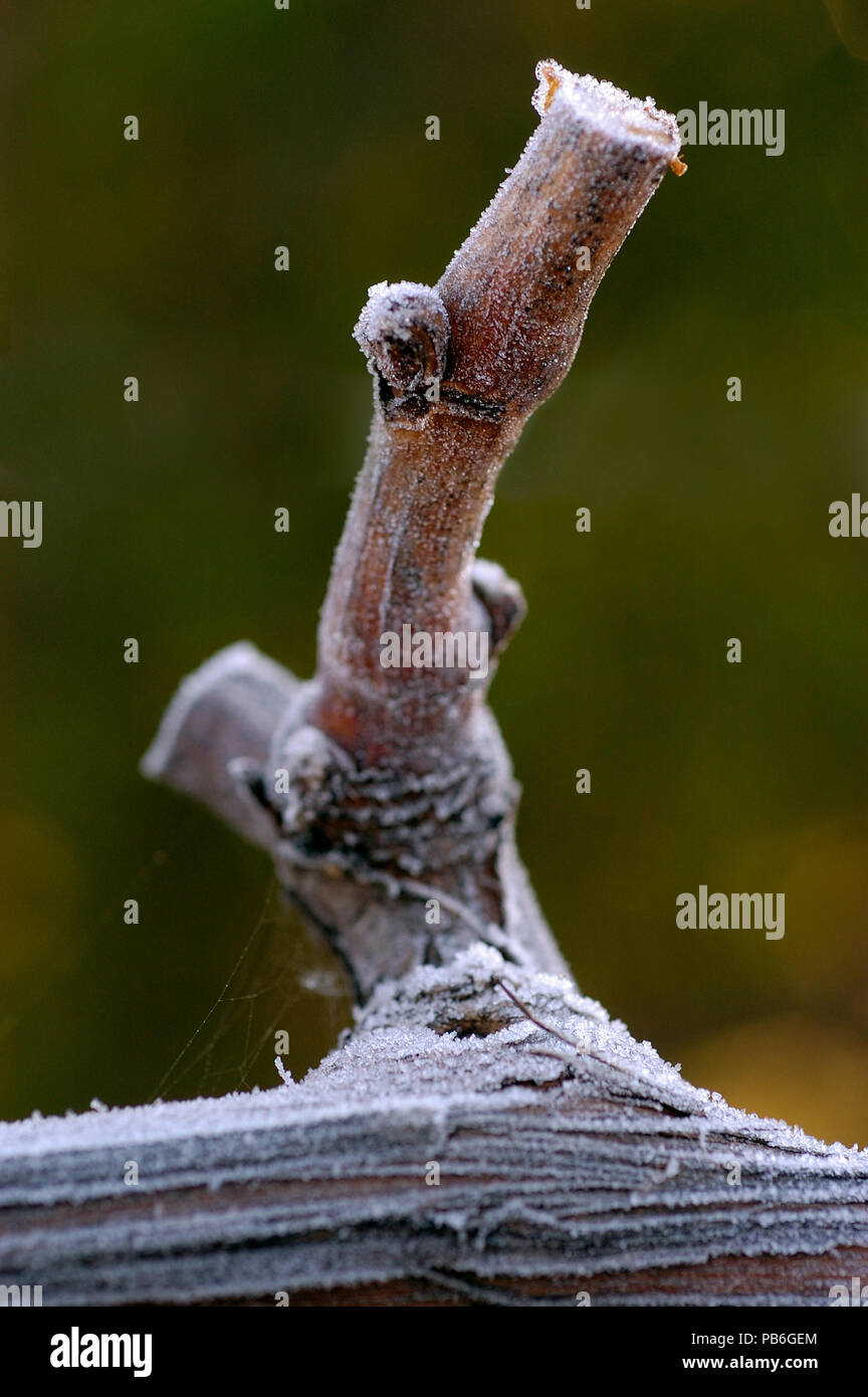 Grape bud winter hi-res stock photography and images - Alamy