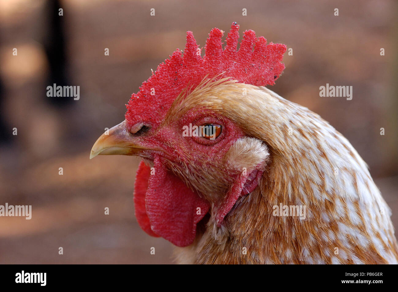 Chicken profile hi-res stock photography and images - Alamy