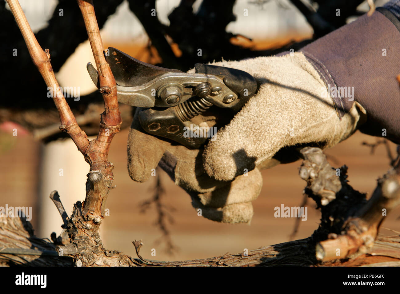Close up of glove covered hand using secateurs to spur prune canes on a ...