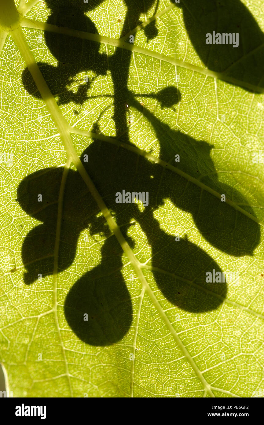 Abstract shadow patterns hi-res stock photography and images - Alamy