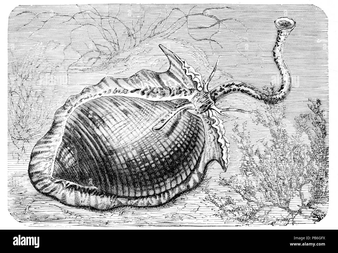 1756 Tonna perdix Stock Photo - Alamy