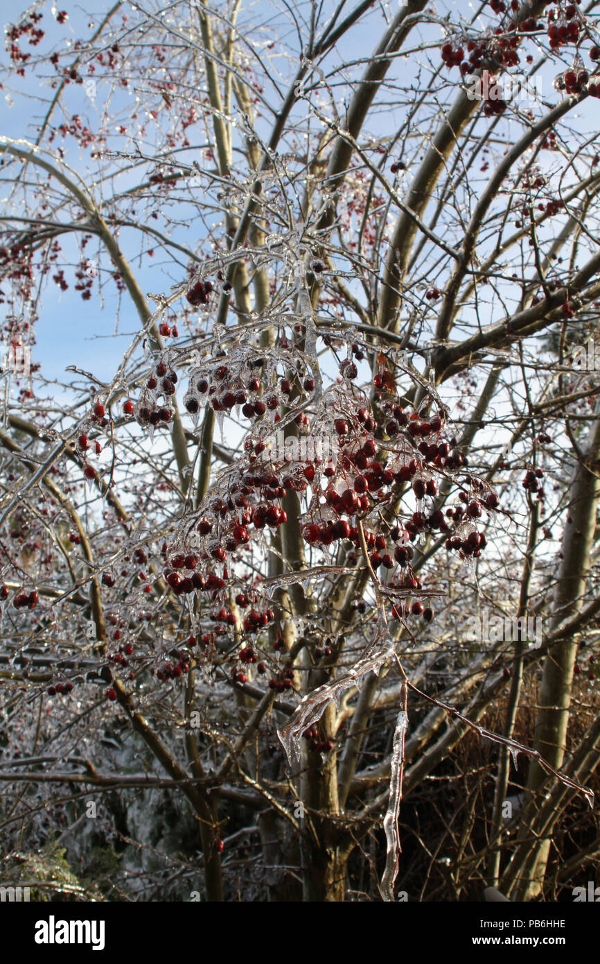Frozen red berries on a tree Stock Photo - Alamy