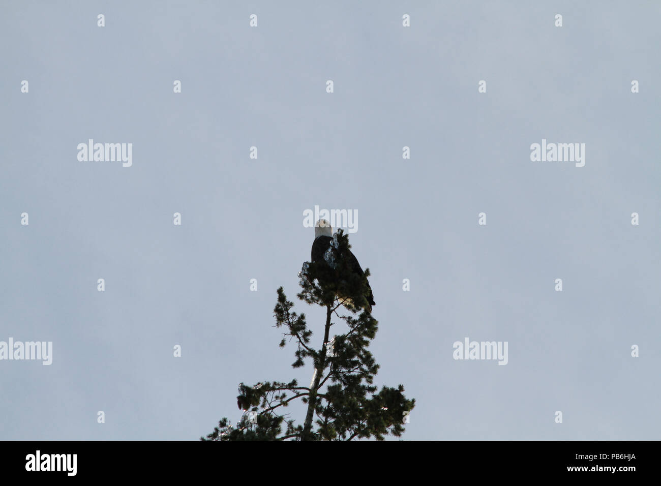 A bald eagle resting on top of a tree Stock Photo - Alamy