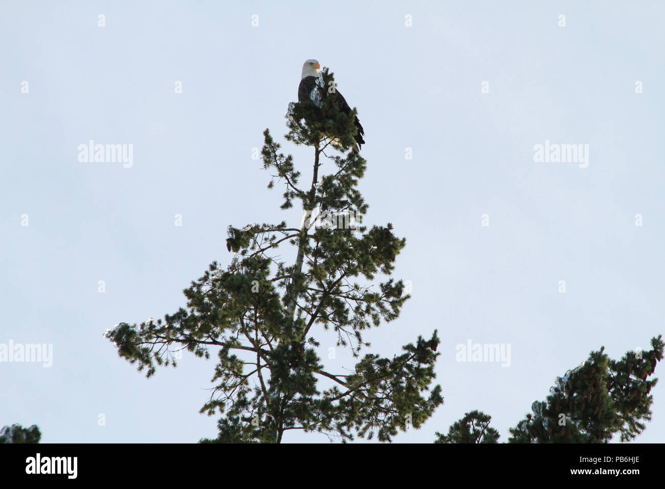 Bald eagle resting hi-res stock photography and images - Alamy