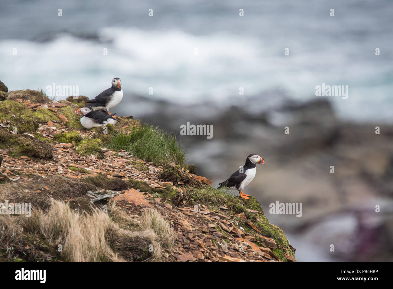 Puffins from Newfoundland Stock Photo - Alamy