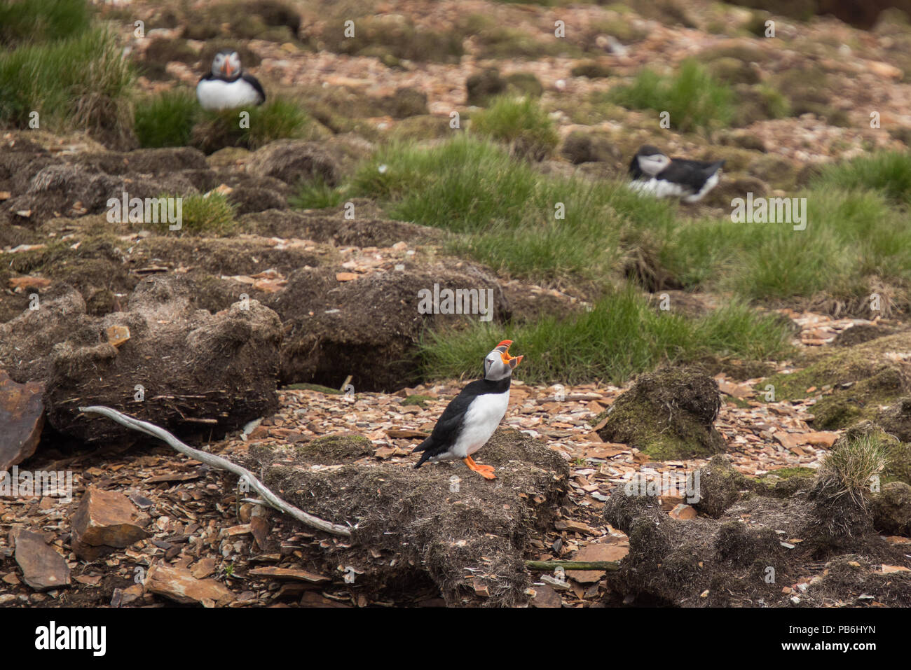 Puffins from Newfoundland Stock Photo - Alamy