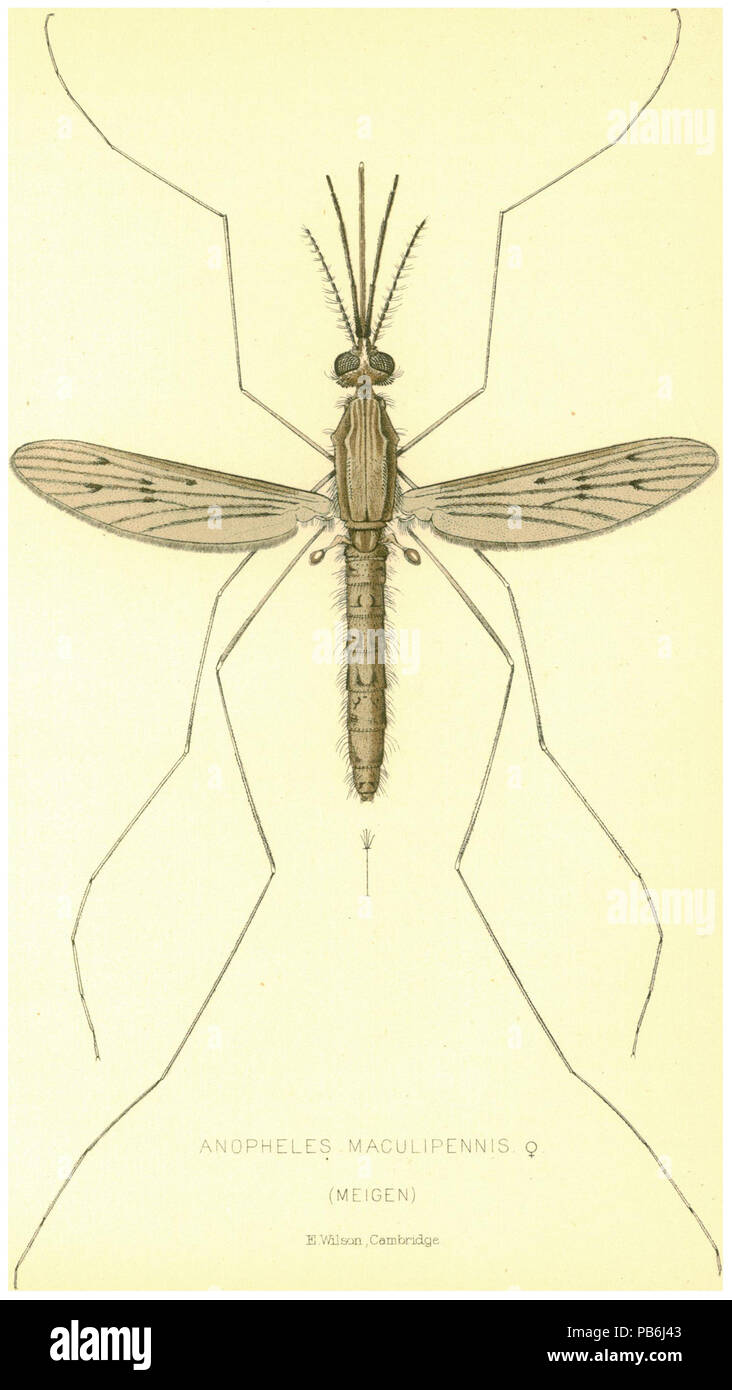 Anopheles hi-res stock photography and images - Alamy