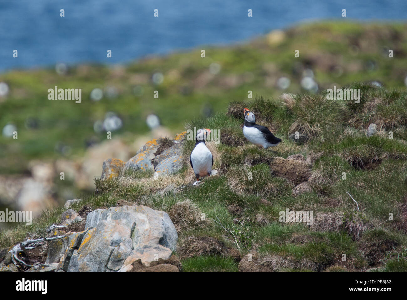 Puffins from Newfoundland Stock Photo - Alamy