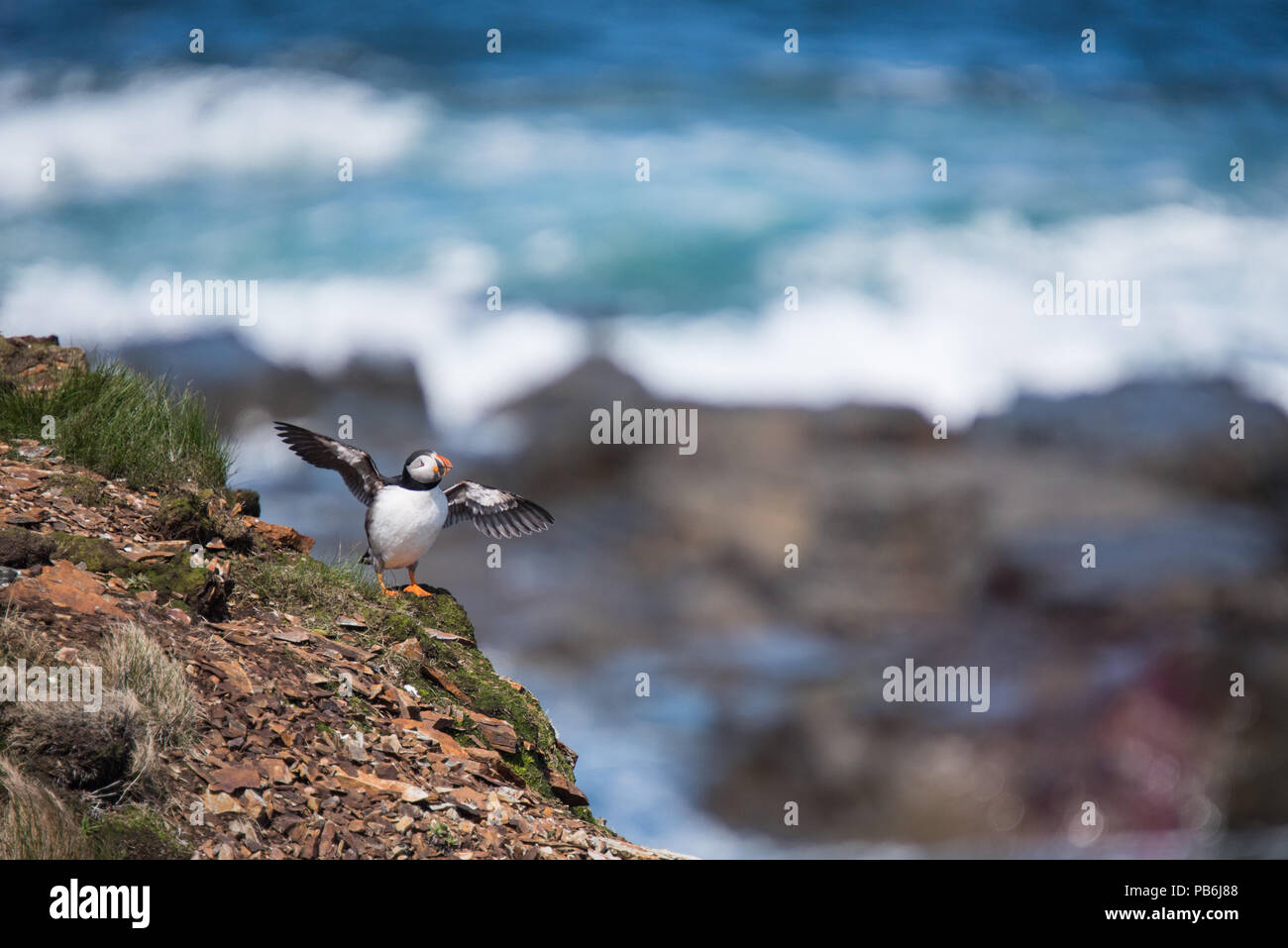 Puffins from Newfoundland Stock Photo - Alamy