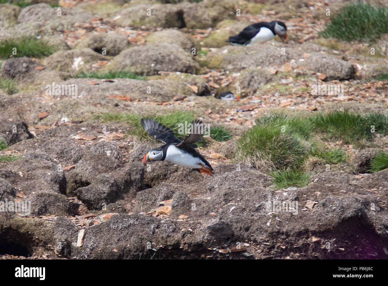 Puffins from Newfoundland Stock Photo - Alamy