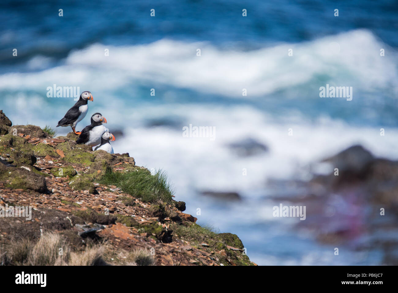 Puffin Trio High Resolution Stock Photography and Images - Alamy