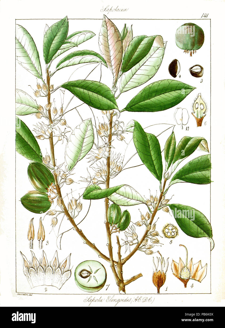 Sapota plant hi-res stock photography and images - Alamy