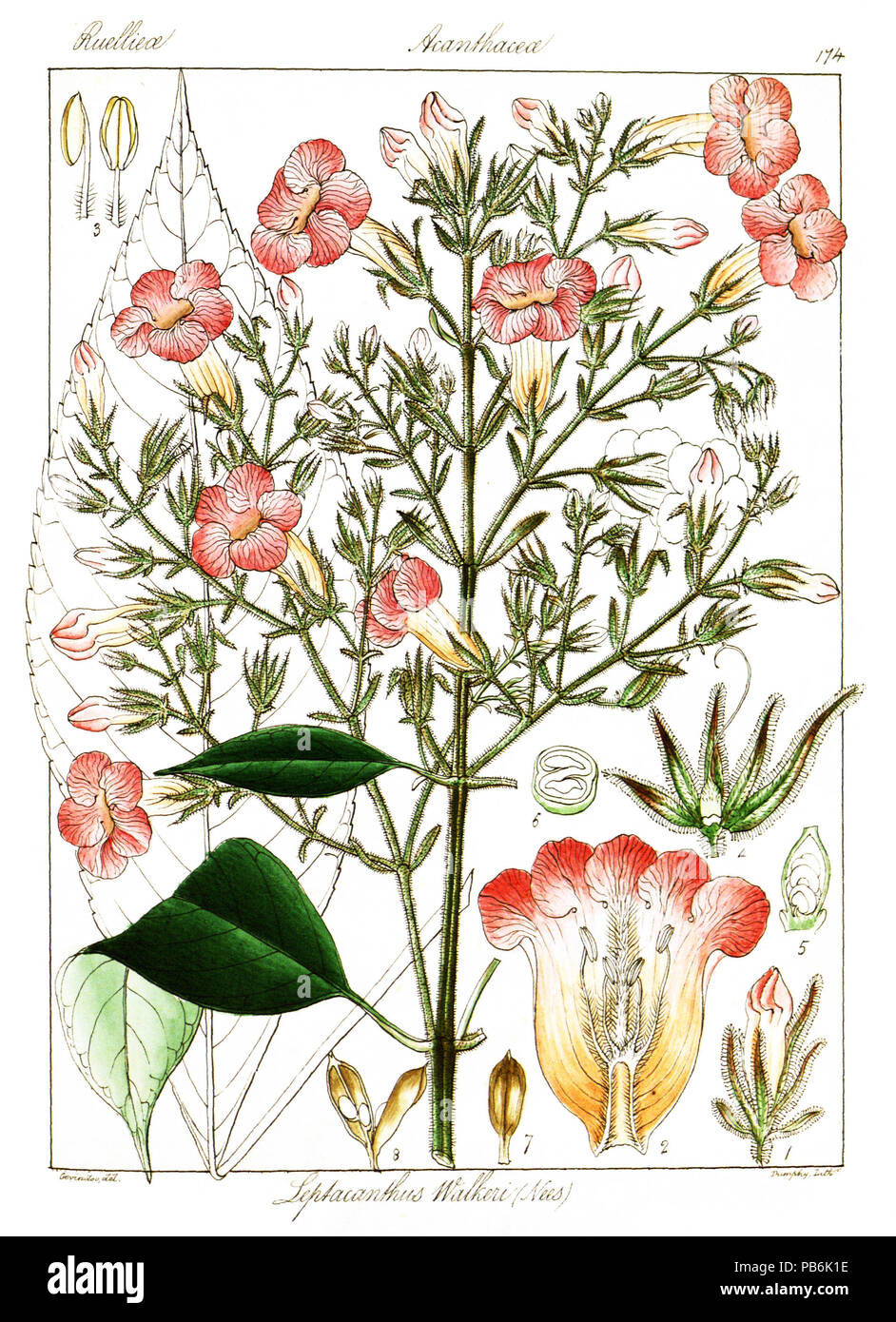 Walkeri High Resolution Stock Photography and Images - Alamy