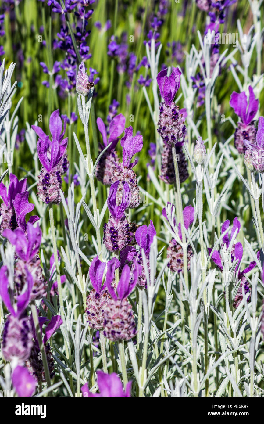 close up of a group purple lavender stalks Stock Photo - Alamy