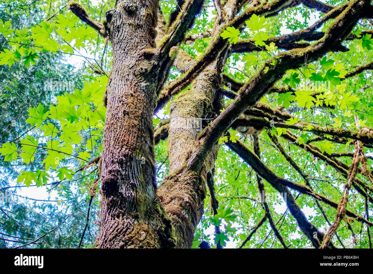 Gnarled maple trees hi-res stock photography and images - Alamy