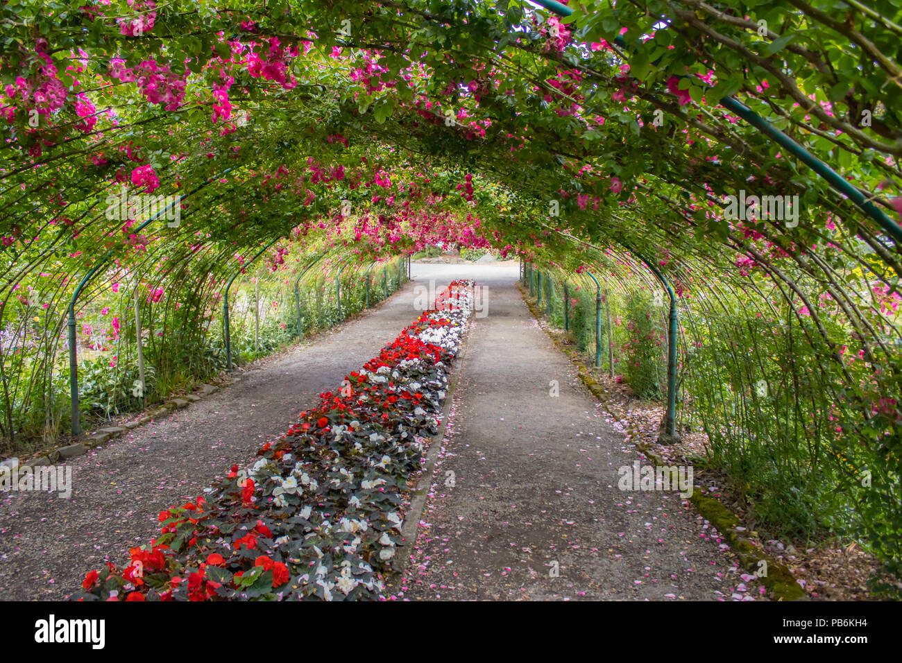 a tunnel made from climbing red roses with a gravel path and flowers ...