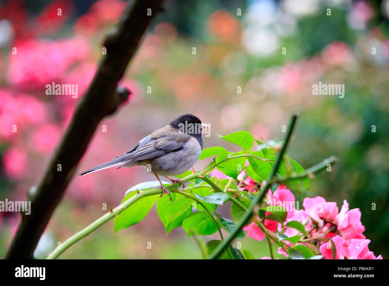 black headed chickadee sitting on rose arbor in washington state Stock ...
