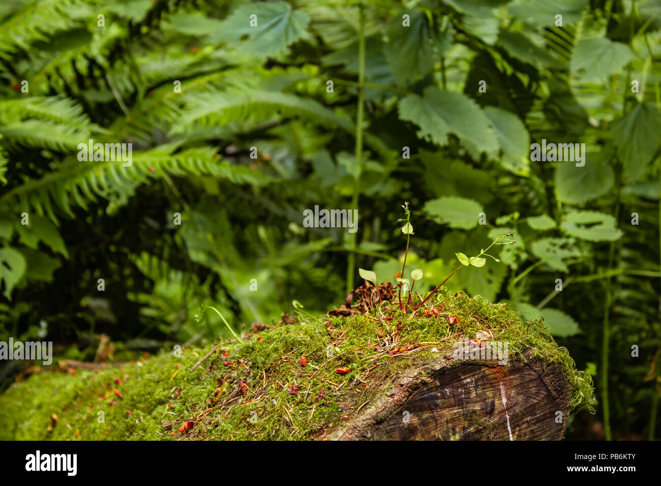 old log in front of ferns covered in moss in western Washington Stock ...