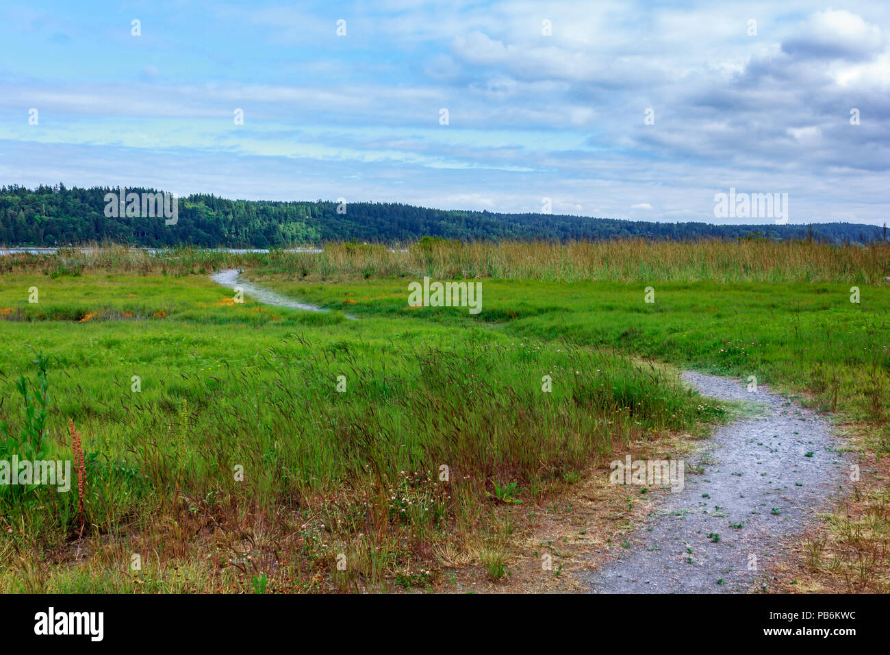 The path leading through tall grass hi-res stock photography and images ...