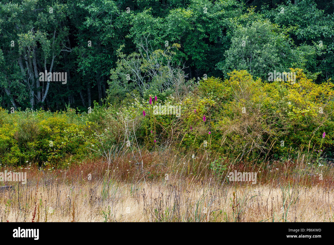 tall grass clearing on an overcast day Stock Photo - Alamy