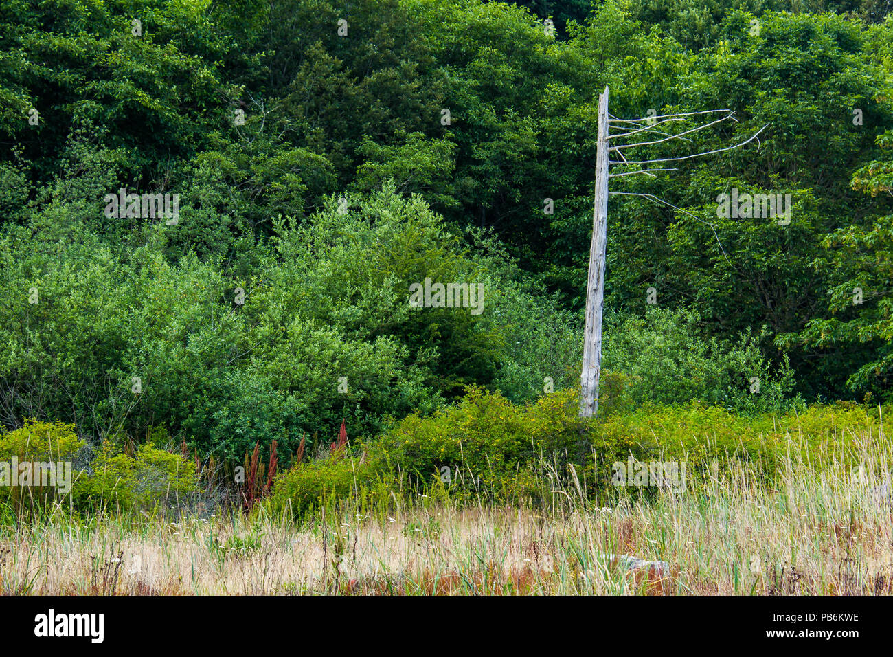 tall grass clearing on an overcast day Stock Photo - Alamy