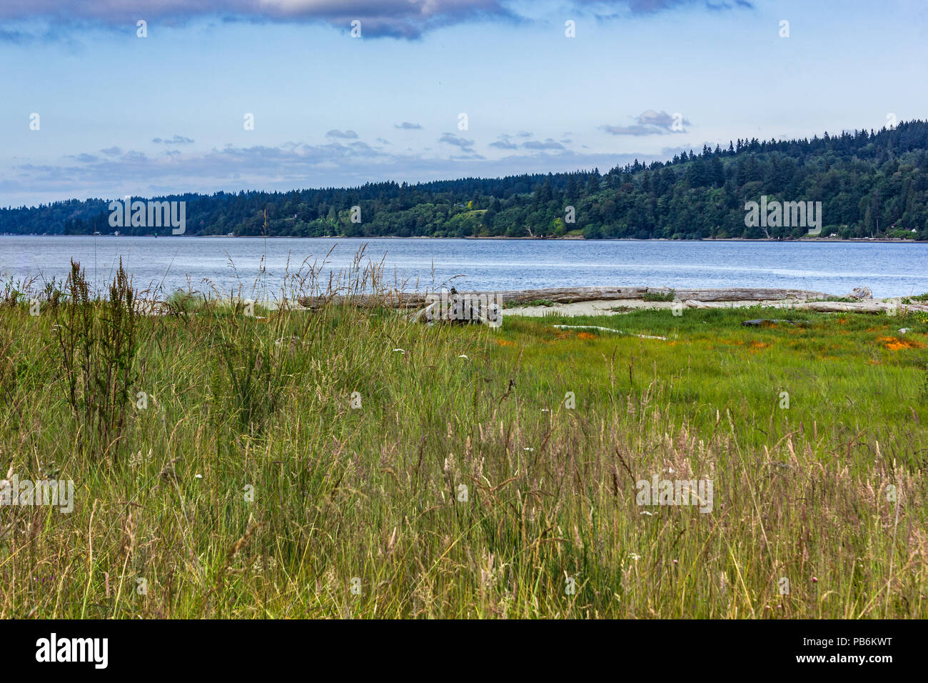 tall grass clearing on an overcast day Stock Photo - Alamy