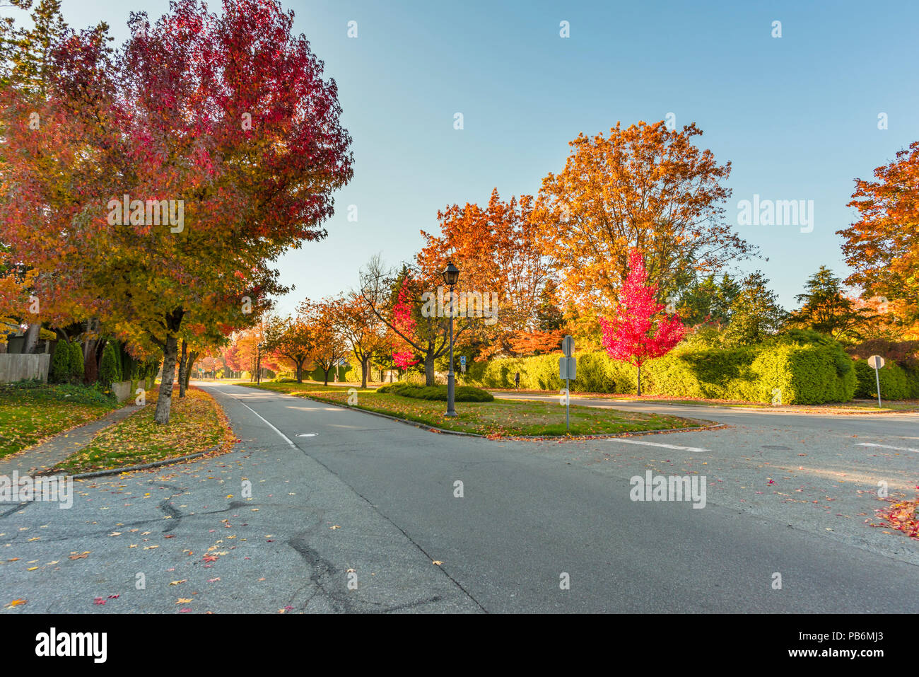 Trees yellow green street light hi-res stock photography and images - Alamy
