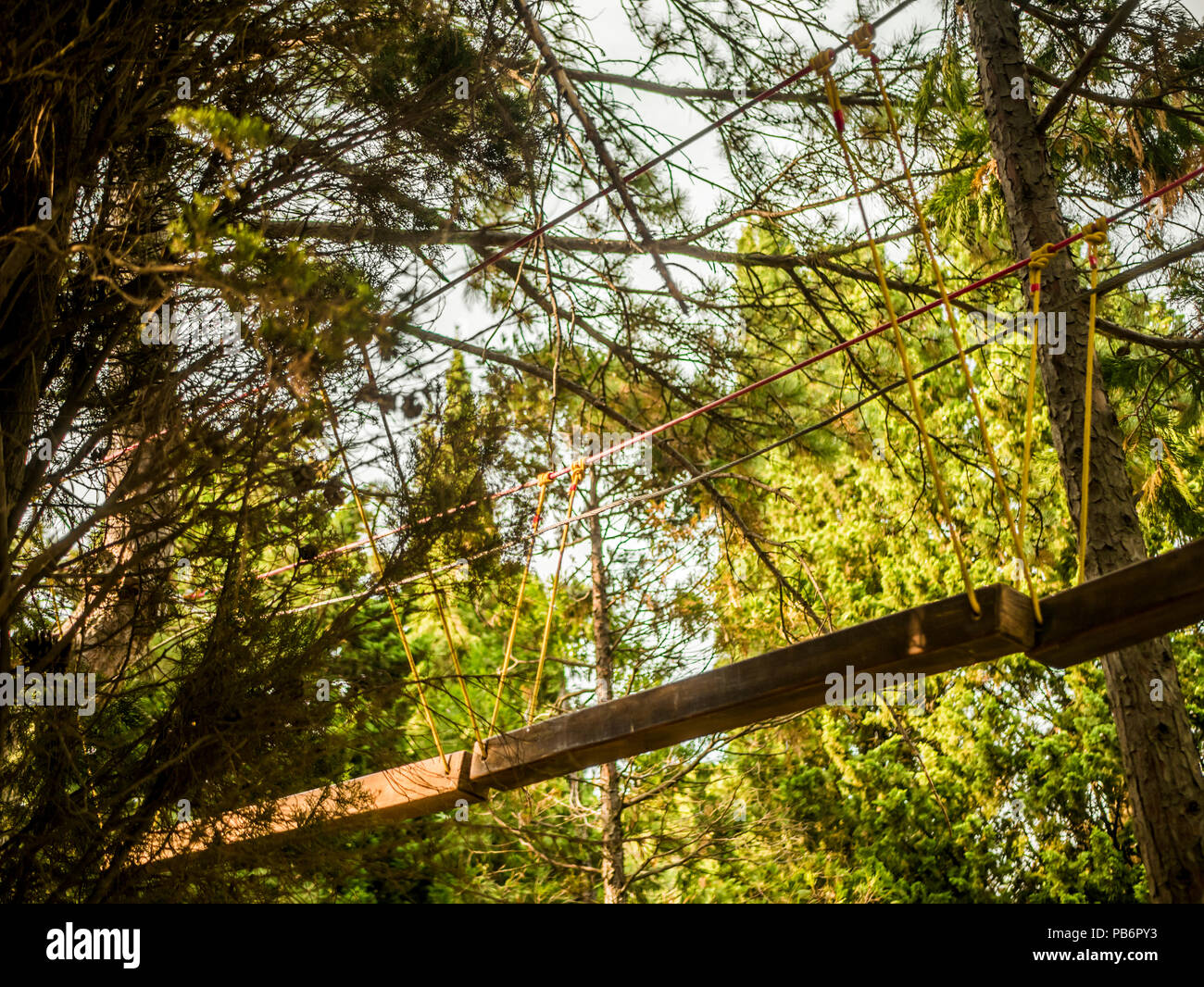 rope bridge between the trees in park leisure activity holiday sport ...
