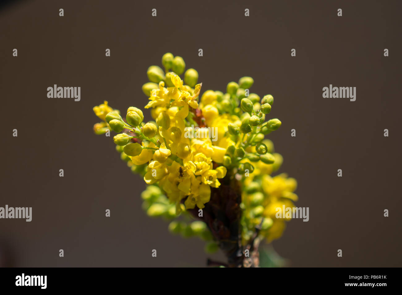 Tree bloom blossom beautiful flowers in spring season Stock Photo - Alamy
