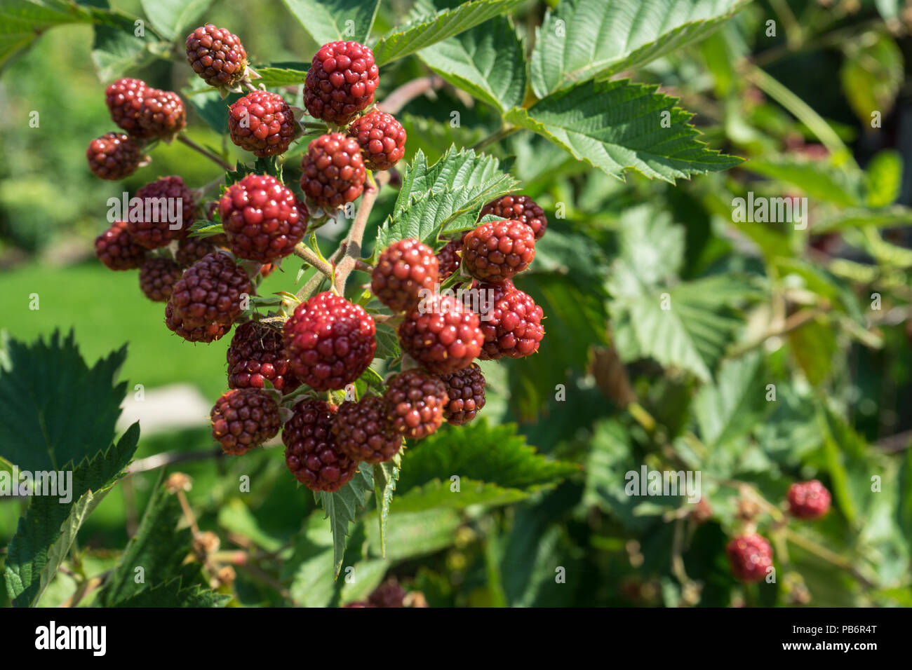 Rubus idaeus tree hi-res stock photography and images - Alamy