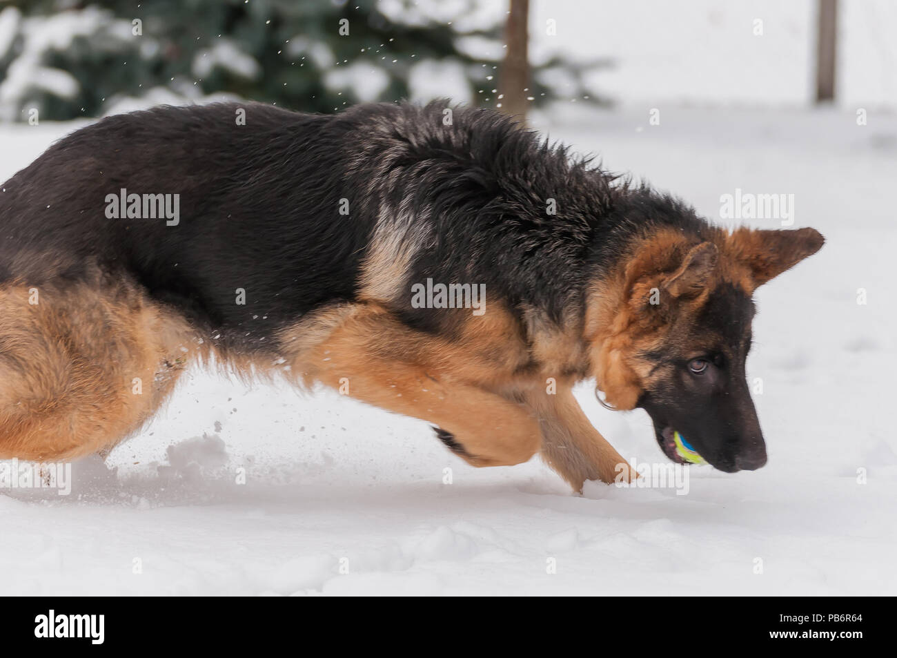 A beautiful playful german shepherd puppy dog playing with a tennis ...