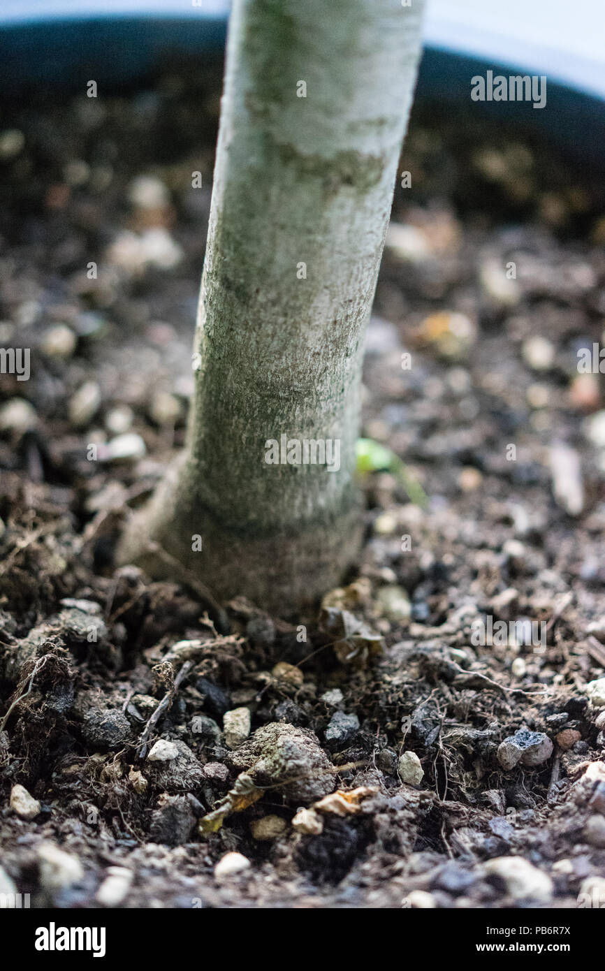 japanese maple tree trunk close up view with gardening earth Stock ...