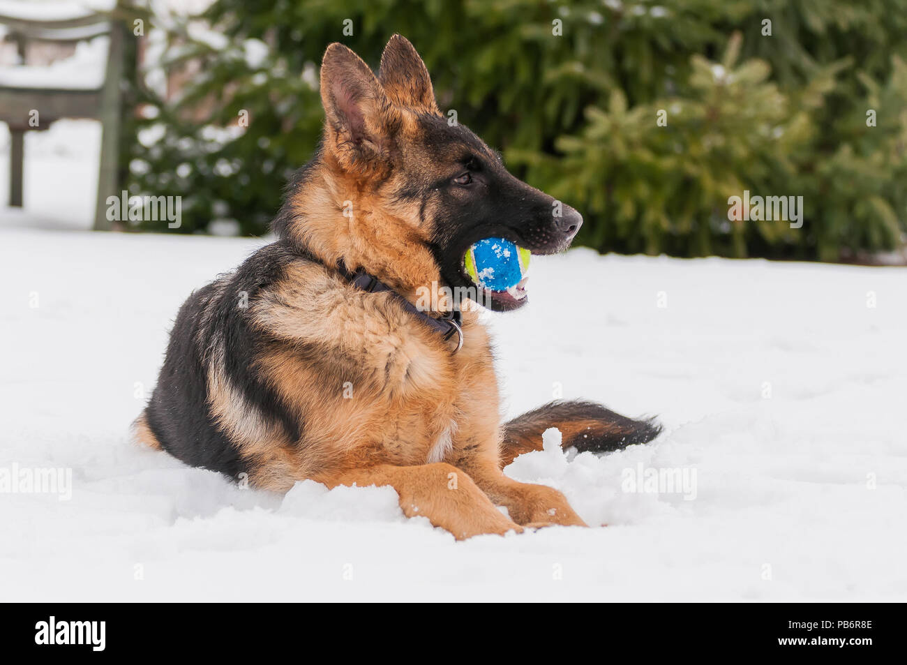 A beautiful playful german shepherd puppy dog playing with a tennis ...