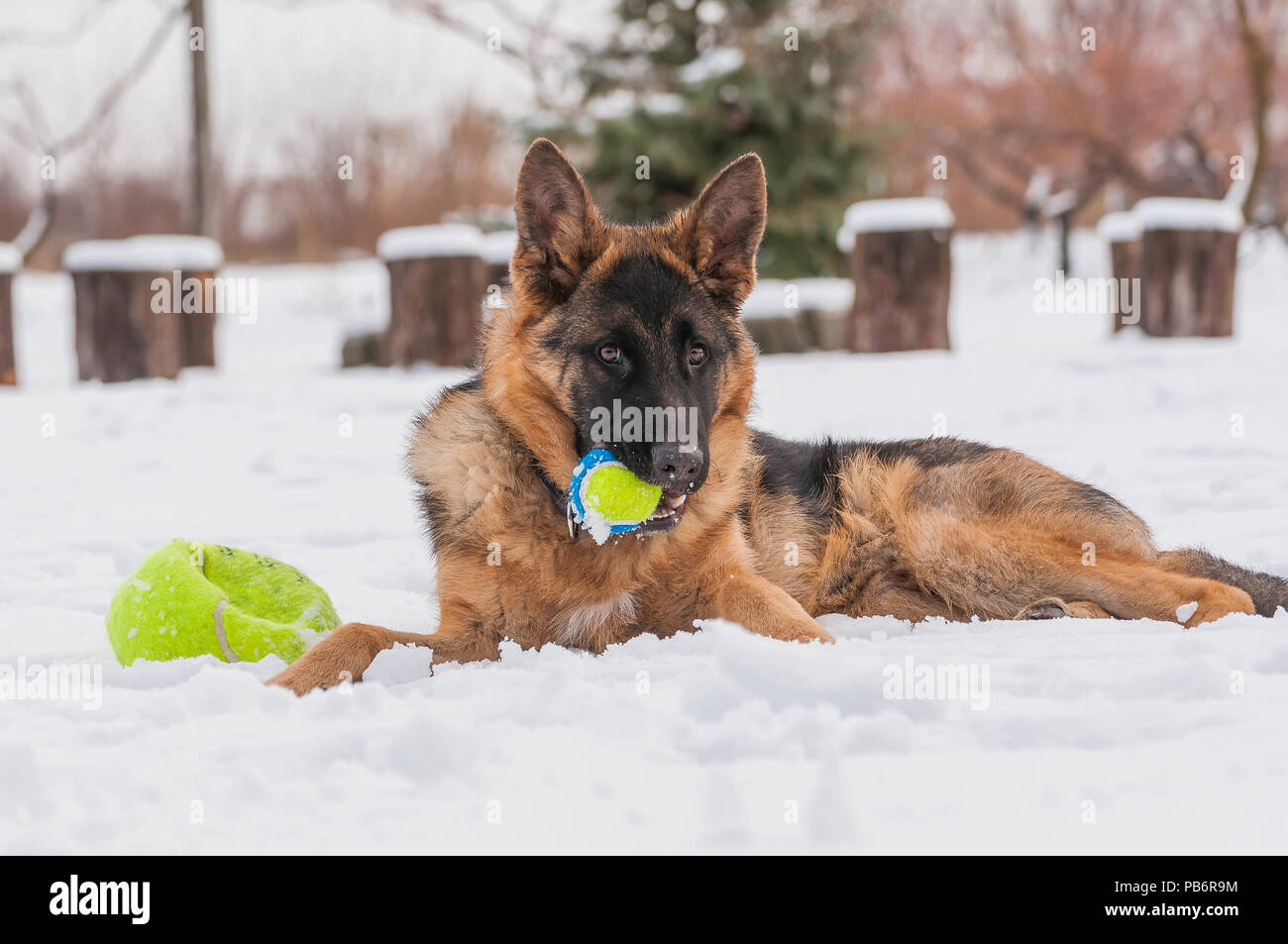 A beautiful playful german shepherd puppy dog playing with a tennis ...