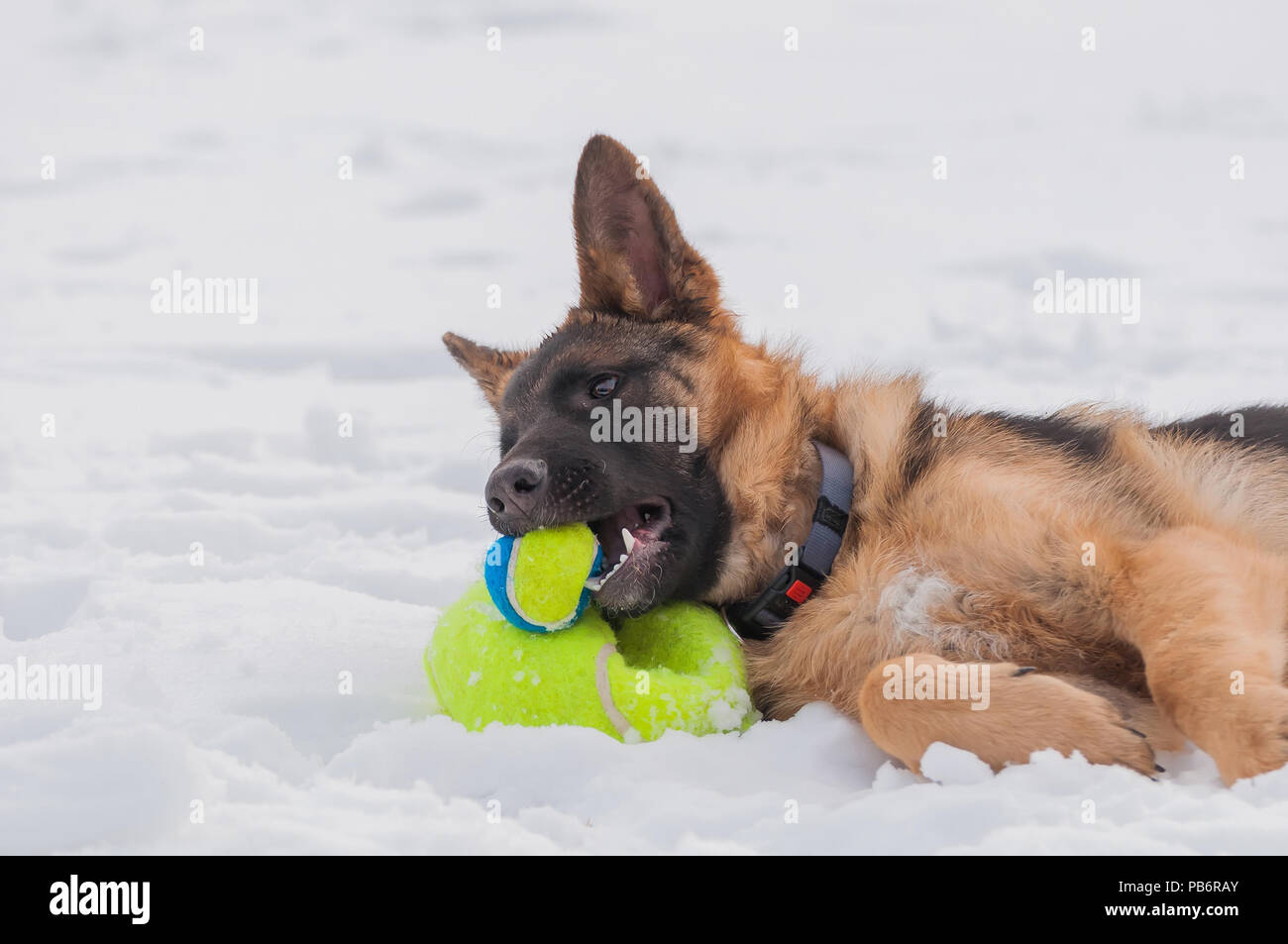 A beautiful playful german shepherd puppy dog playing with a tennis ...