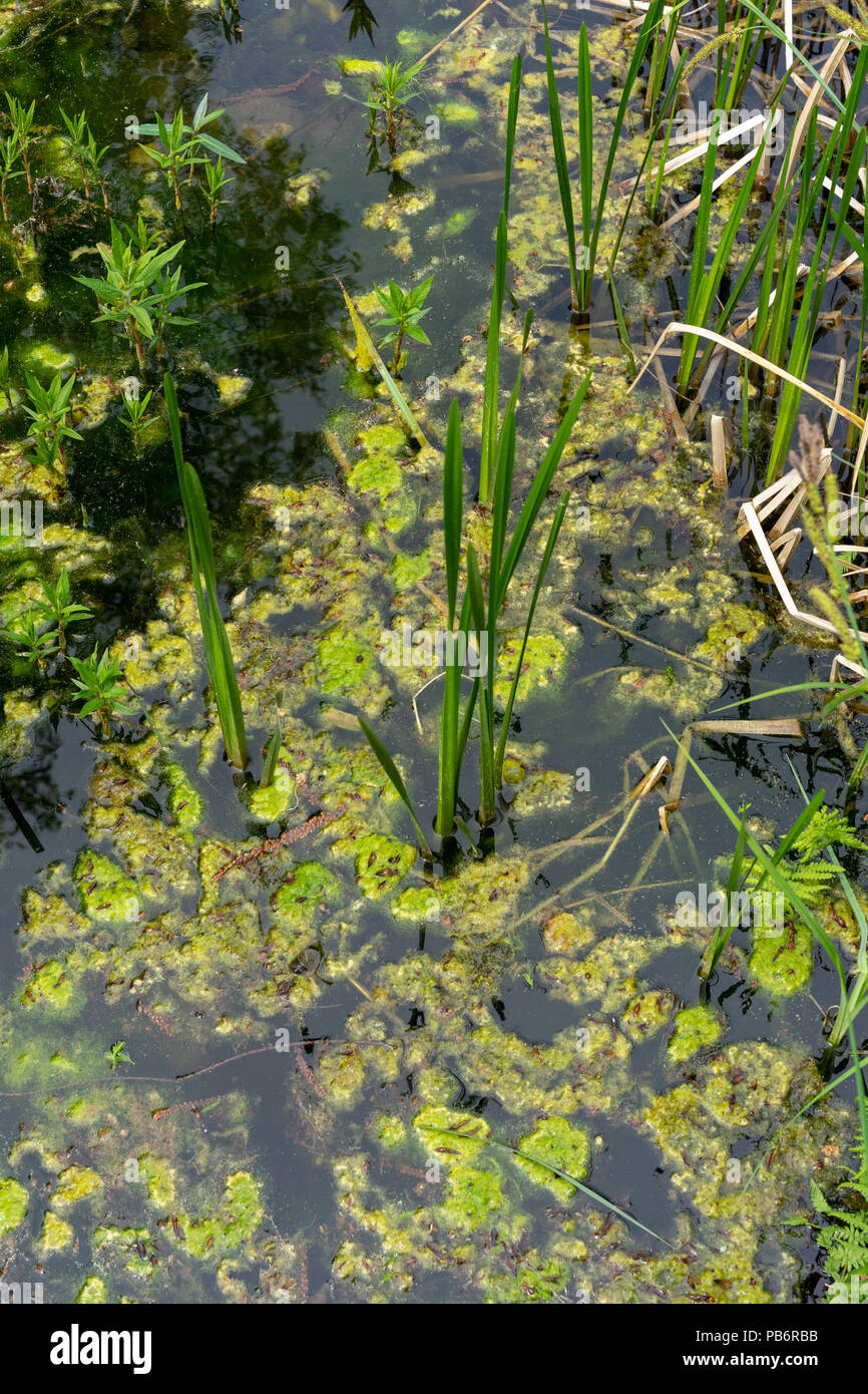 Ecosystem aquatic plants closeup view hi-res stock photography and ...