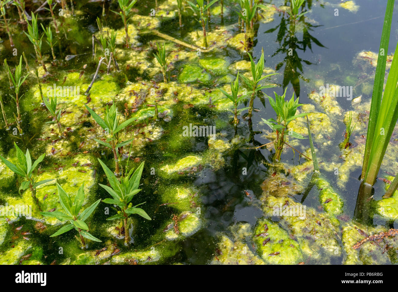 close up view of natural swamp with green plants and algae Stock Photo ...