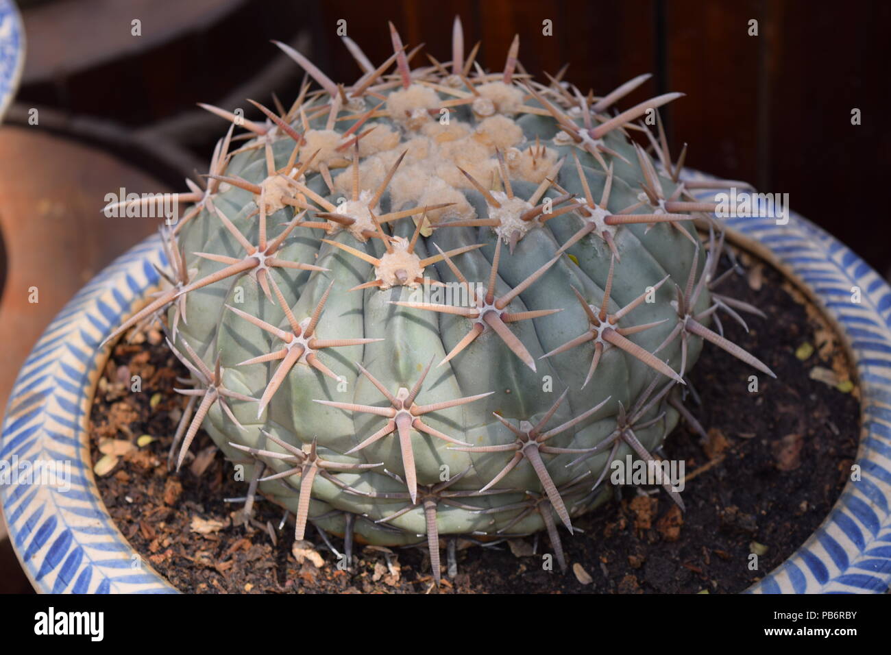 cactus plants close up Stock Photo - Alamy