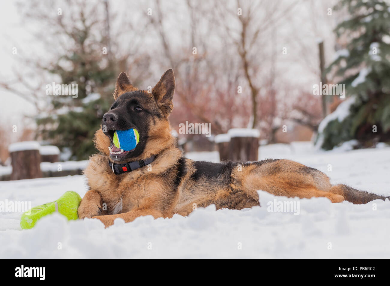 A beautiful playful german shepherd puppy dog playing with a tennis ...