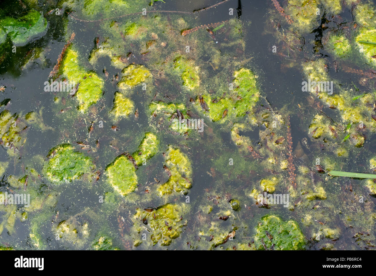 close up view of natural swamp with green plants and algae Stock Photo ...